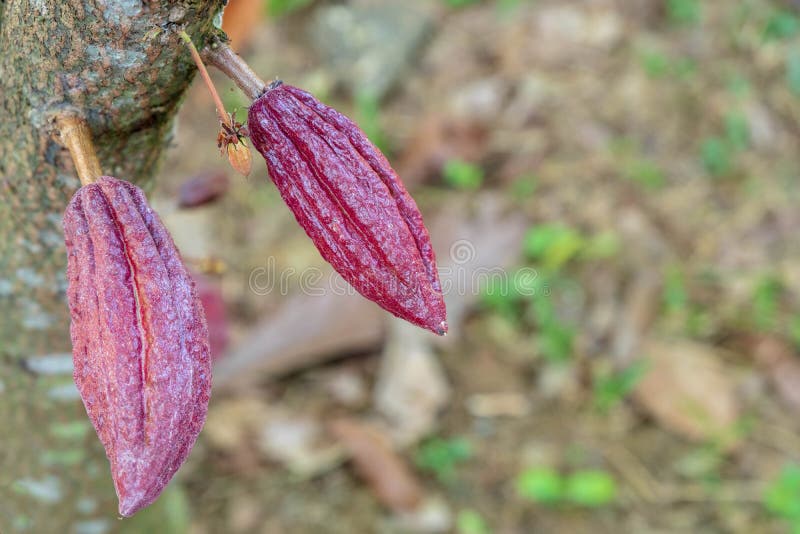 Red Cacao Pods that Grow on Cacao Trees Stock Photo - Image of health ...