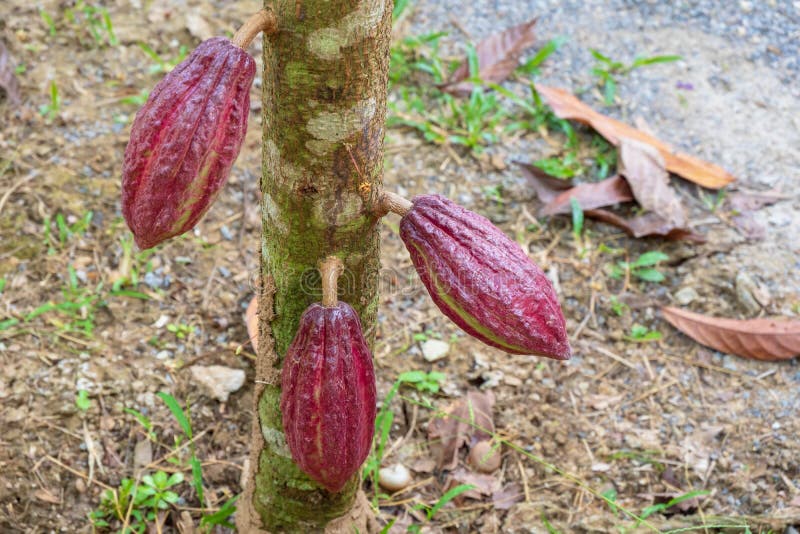 Red Cacao Pods that Grow on Cacao Trees Stock Photo - Image of cocoa ...