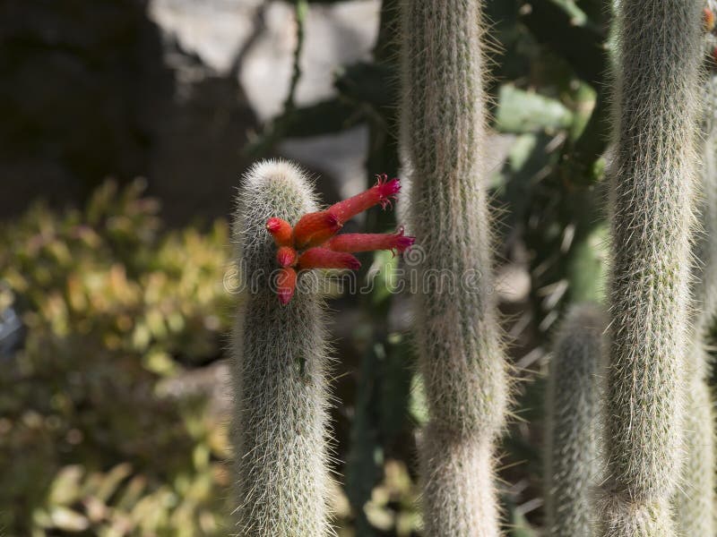 Red cacti flower stock photo. Image of garden, cacti - 56695194