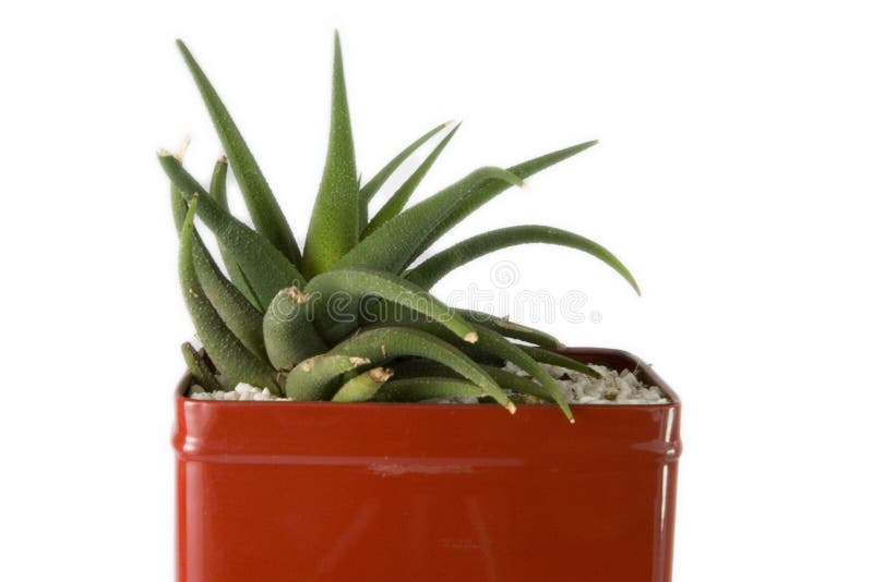 Red cacto stock image. Image of prickly, cactus, desierto - 3131727