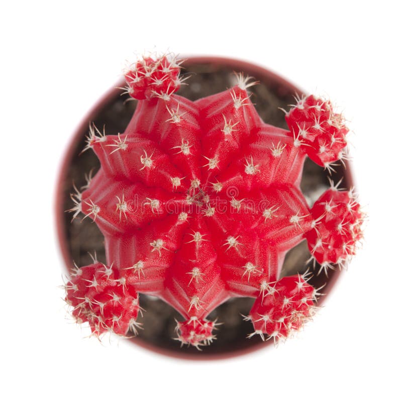 Red cactus stock image. Image of succulent, white, closeup - 15745769