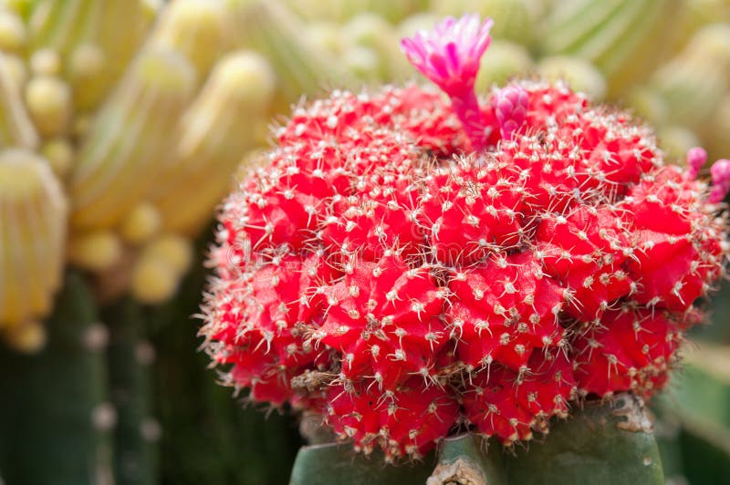 Red Cactus stock image. Image of stab, flora, spine, house - 25499193