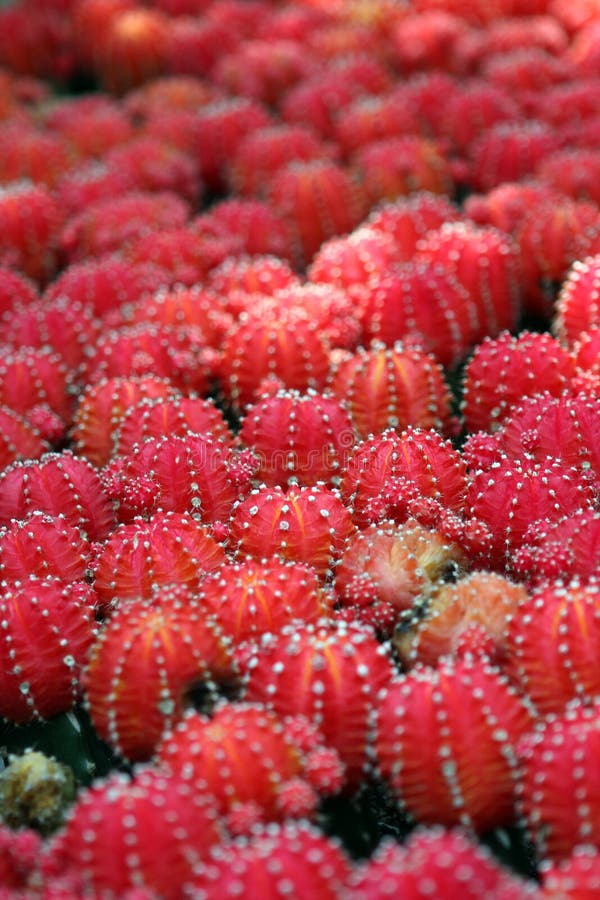 Red cactus stock photo. Image of flora, colors, isolated - 6367942