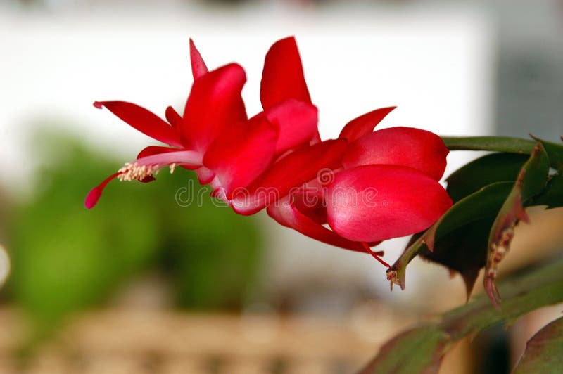Red cactus stock photo. Image of flower, cactus, single - 705710