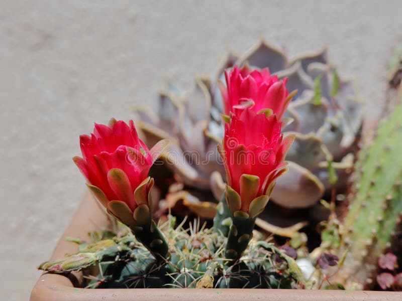 Red Cactus Blooming in the Park. Stock Image - Image of blooming ...