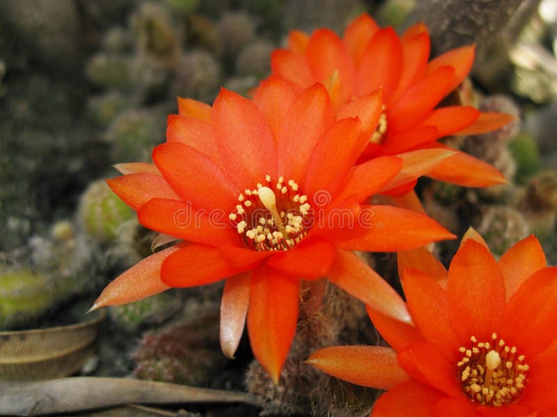 Red cactus flower stock photo. Image of bloom, cactus - 79959826