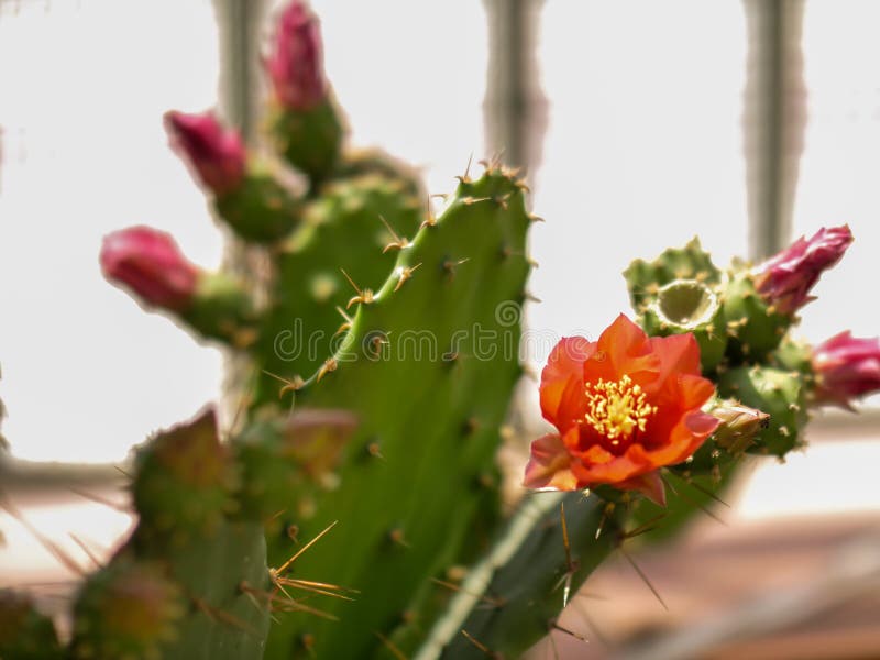 Red Cactus Flower with Sharp Needles in the Park Stock Image - Image of ...