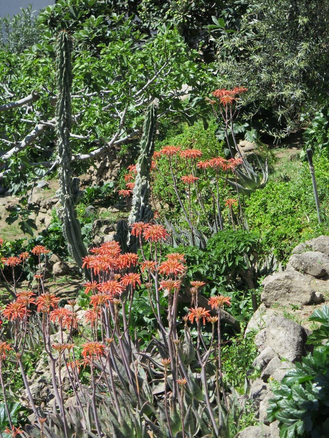 Red cactus flowers stock photo. Image of cholla, cactus - 90653900