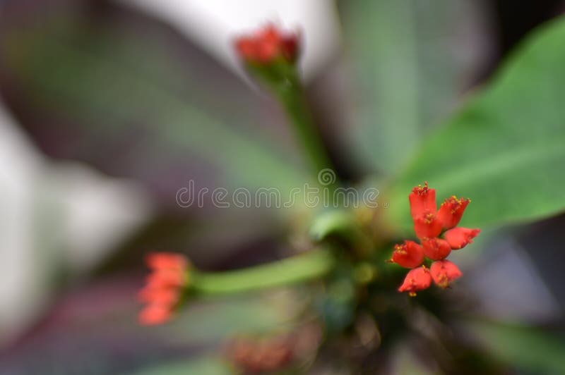 Red Cactus Flowers in Pots with Long Green Leaves Stock Image - Image ...