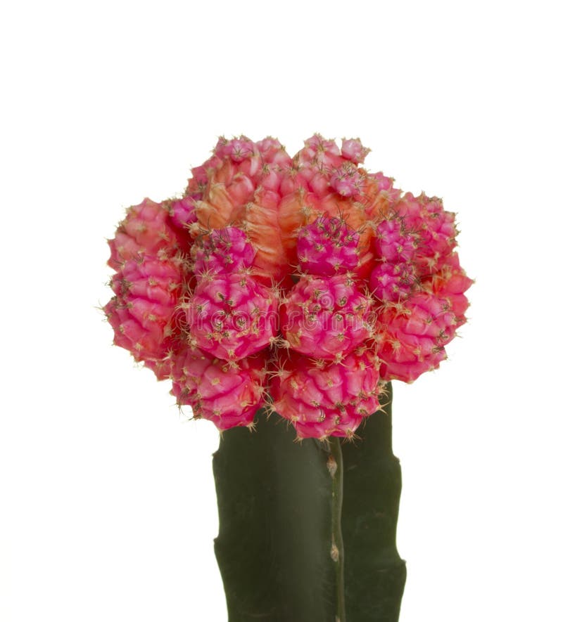 Red cactus isolated stock image. Image of garden, mexican - 17091513