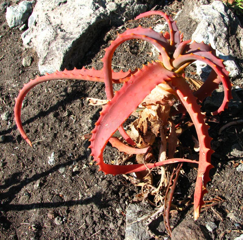Red Cactus Octopus Picture. Image: 86245177