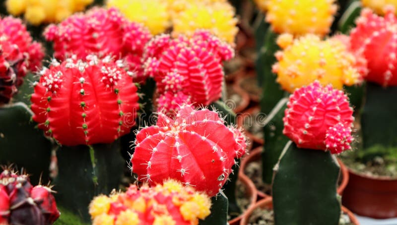Red cactus plants stock photo. Image of nature, plants - 161892394