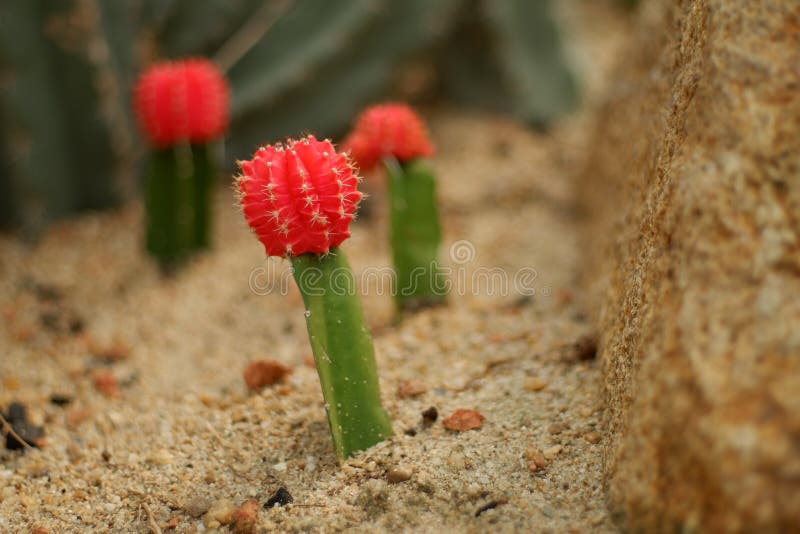 Red cactus on sand stock photo. Image of plant, rural - 84761252