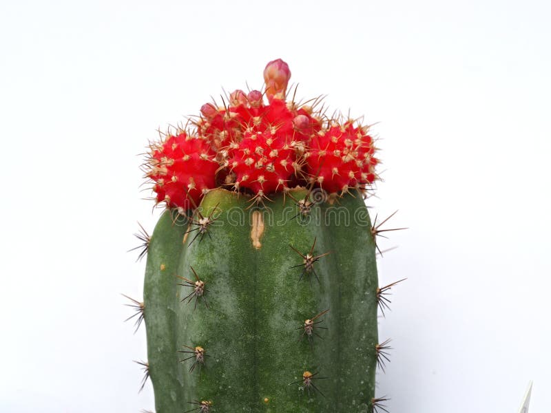 Red Cactus on White Background Stock Image - Image of cactus, graft ...
