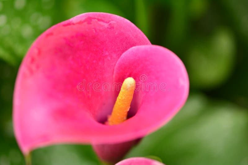 Red cala flower close up. stock photo. Image of plants - 46575292