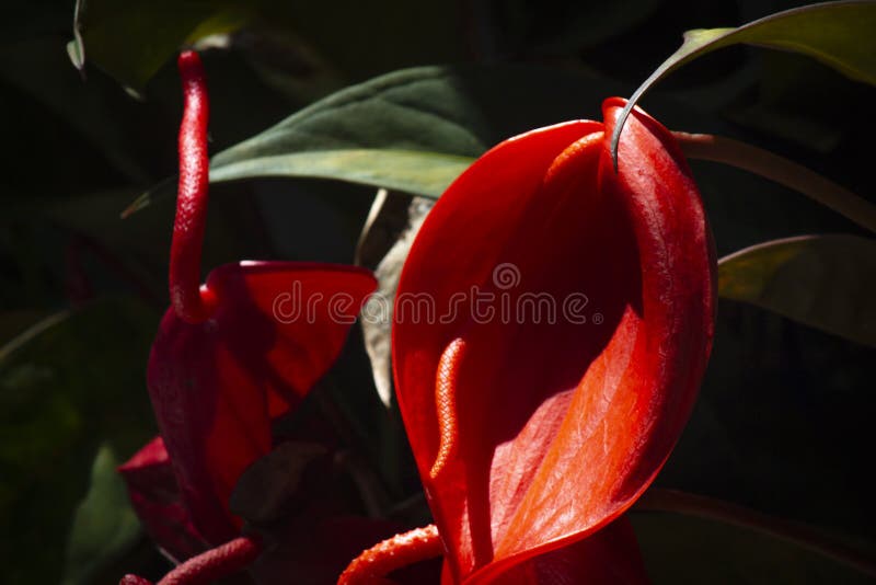 Red Cala Flower with Garden in the Background Stock Photo - Image of ...