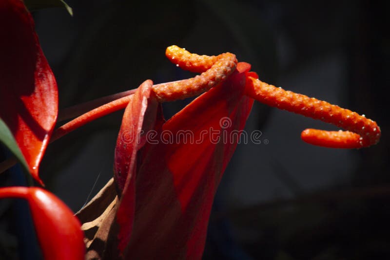 Red Cala Flower with Garden in the Background Stock Photo - Image of ...