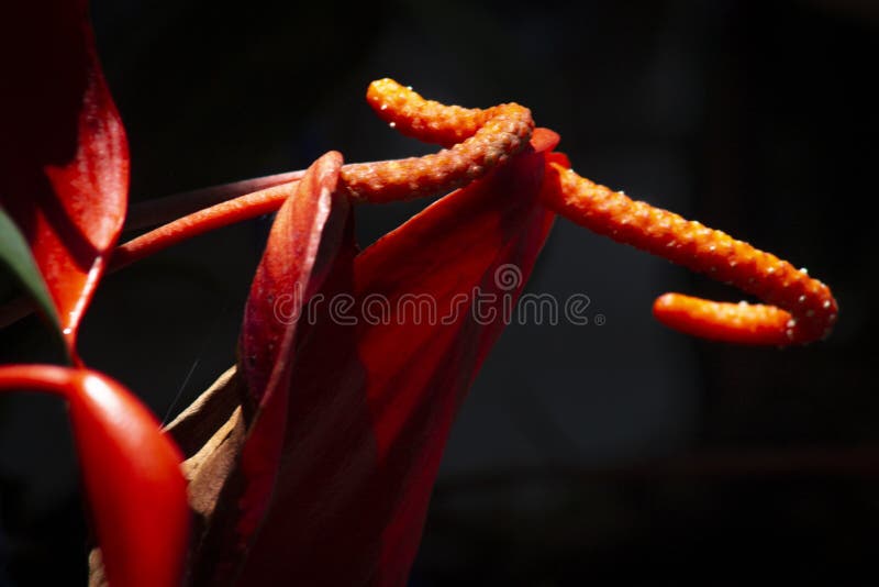 Red Cala Flower with Garden in the Background Stock Photo - Image of ...