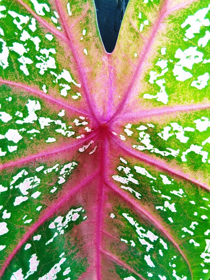 Red Caladium Flower Garden and Junggle Stock Photo - Image of caladium ...