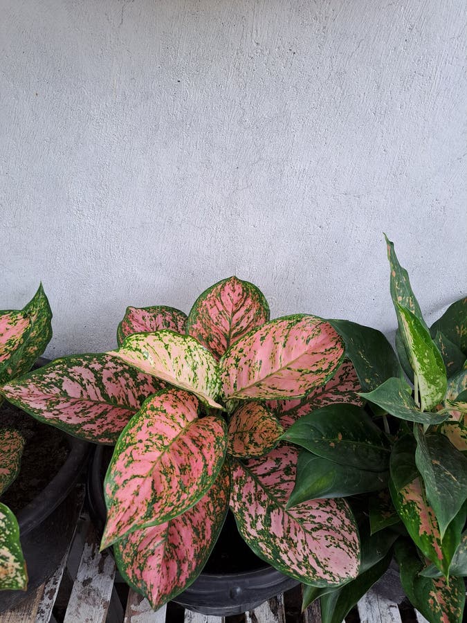 115 Red Caladium Flowers Stock Photos - Free & Royalty-Free Stock ...