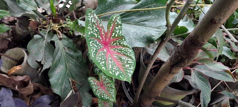 Red caladium stock image. Image of nice, looks, caladium - 264376359