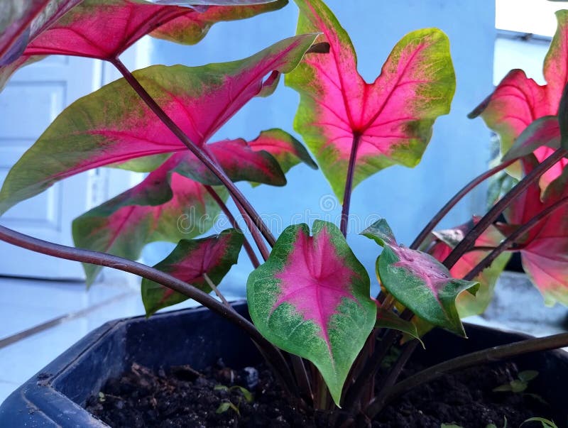 Red Caladium Ornamental Plant in a Pot Stock Photo - Image of land ...