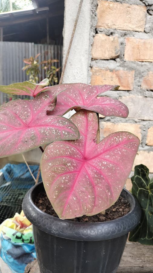 Red Caladium Plant on Potted Stock Photo - Image of shrub, pink: 243393054