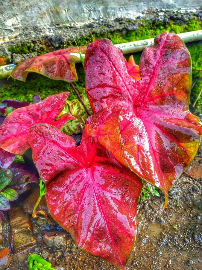 Red caladium after raining stock image. Image of photographed - 262308925