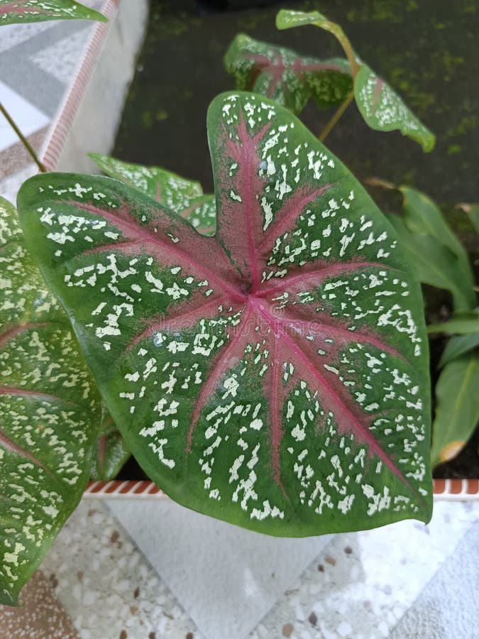 Red caladium variety stock image. Image of variete, plant - 352967221