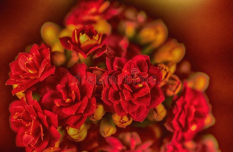 Red Calandiva Flowers with Red Background Stock Photo - Image of stem ...