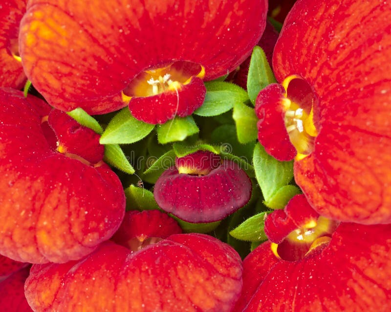 Red calceolaria flowers stock image. Image of herbeohybrida - 20284781