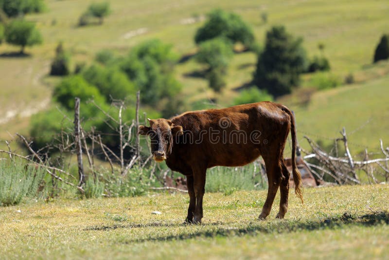 The red calf in the meadow stock photo. Image of mammal - 261777068