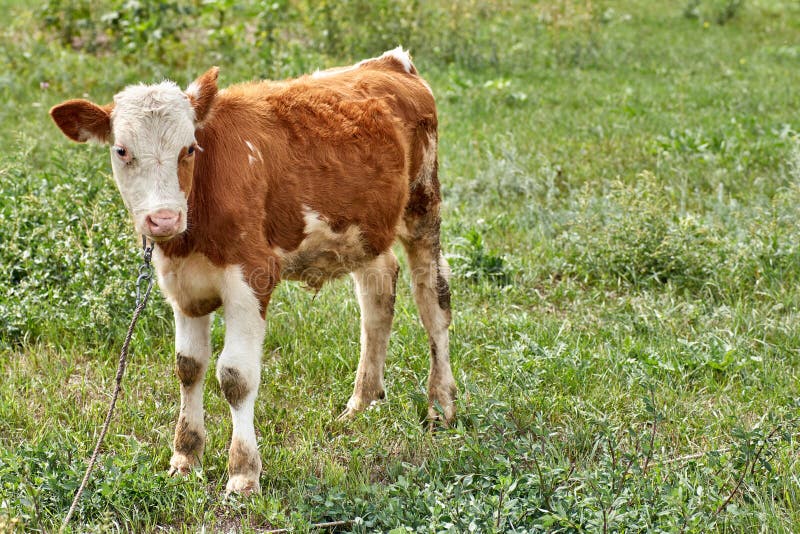 Red Calf Stands in a Field on the Grass, on a Leash Stock Photo - Image ...
