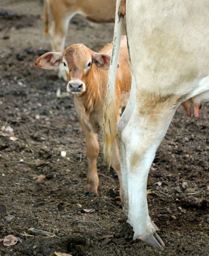 Red Calf Staring Skeptically Stock Photo - Image of head, bovine: 62890914