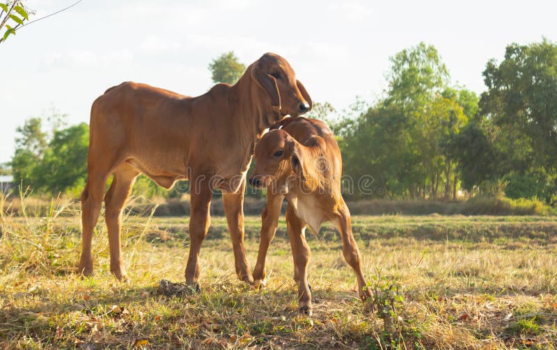 Red calf stock image. Image of black, meadow, ears, countryside - 239216117