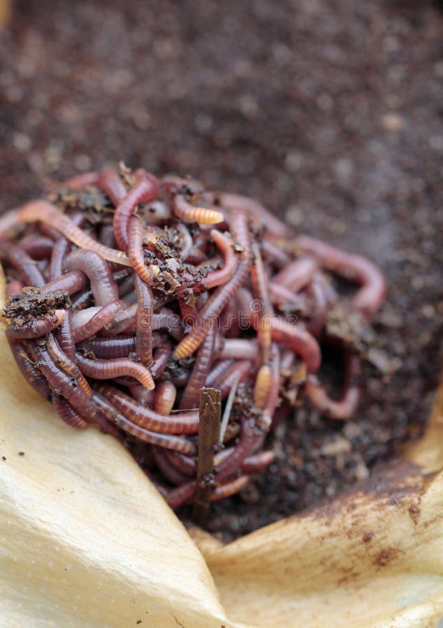 Red Californian Compost Worms in Coffee Stock Photo - Image of earth ...