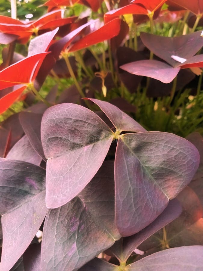 Red Calincing Leaves Oxalis Triangularis Stock Image - Image of blossom ...