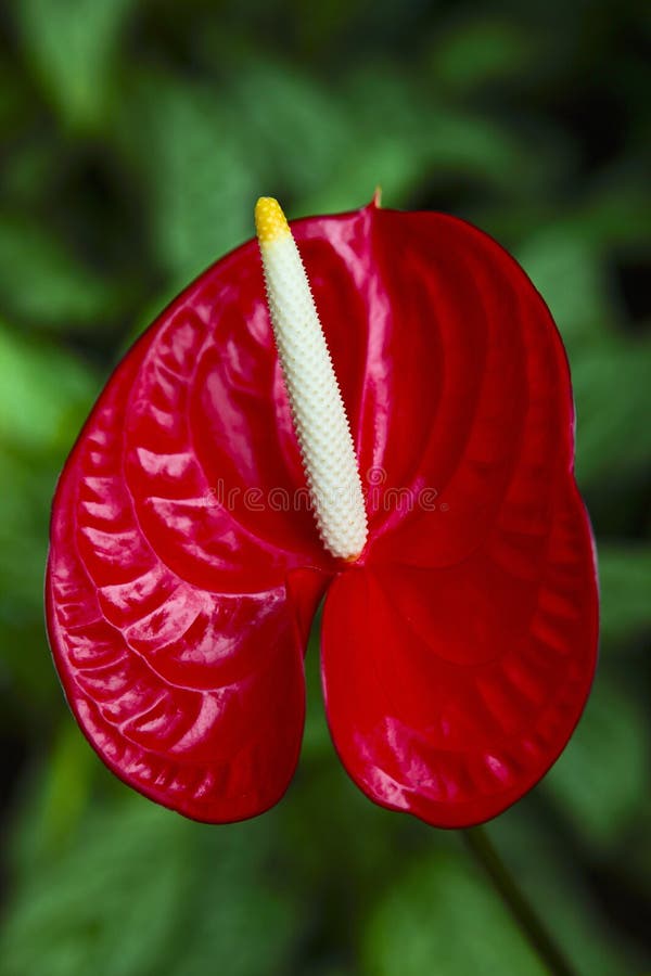 Red calla stock image. Image of ornamental, head, macro - 23119843