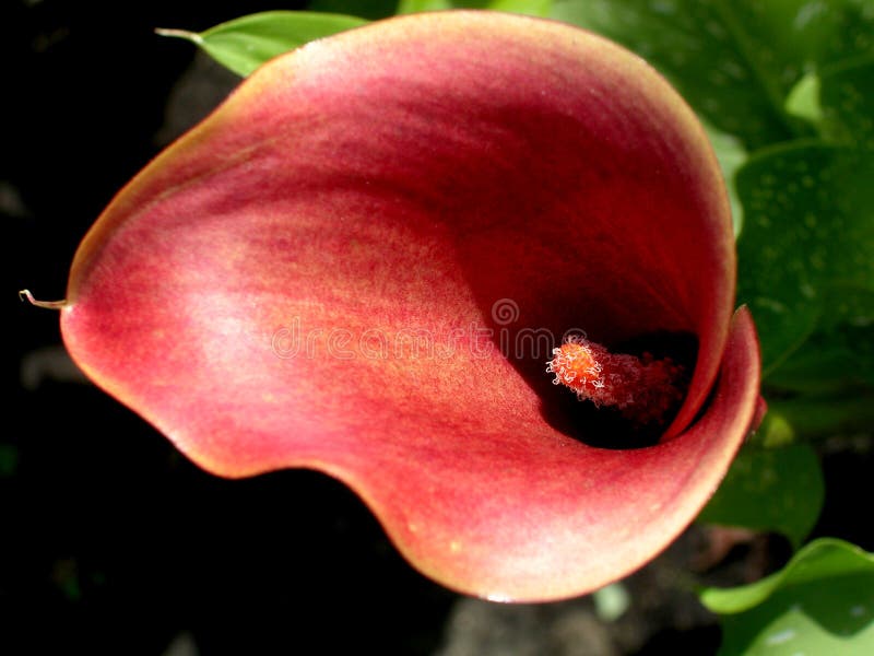Red calla stock photo. Image of garden, calla, close - 25644924