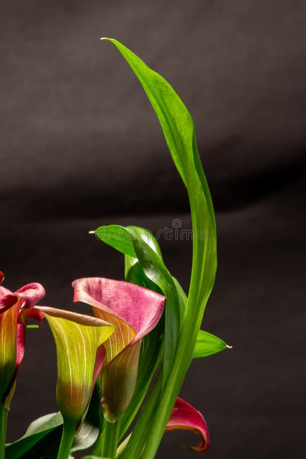 Red Calla with Dark Background, Also Called Zantedeschia Aethiopica ...