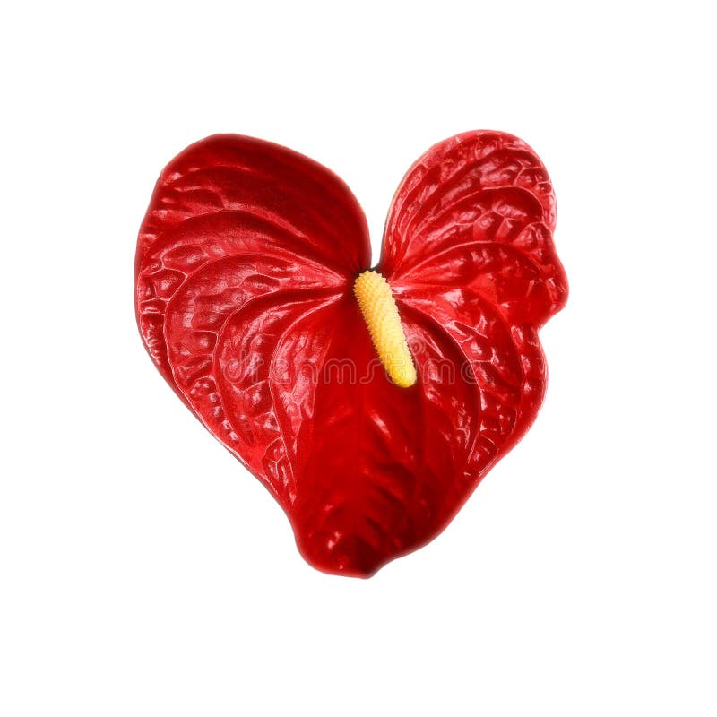 Red calla lily stock image. Image of houseplant, lilly - 7632945