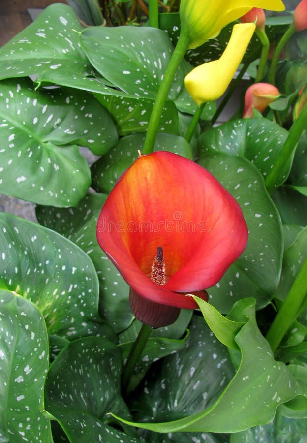Red Calla Lily or Zantedeschia Flowers Stock Photo - Image of garden ...