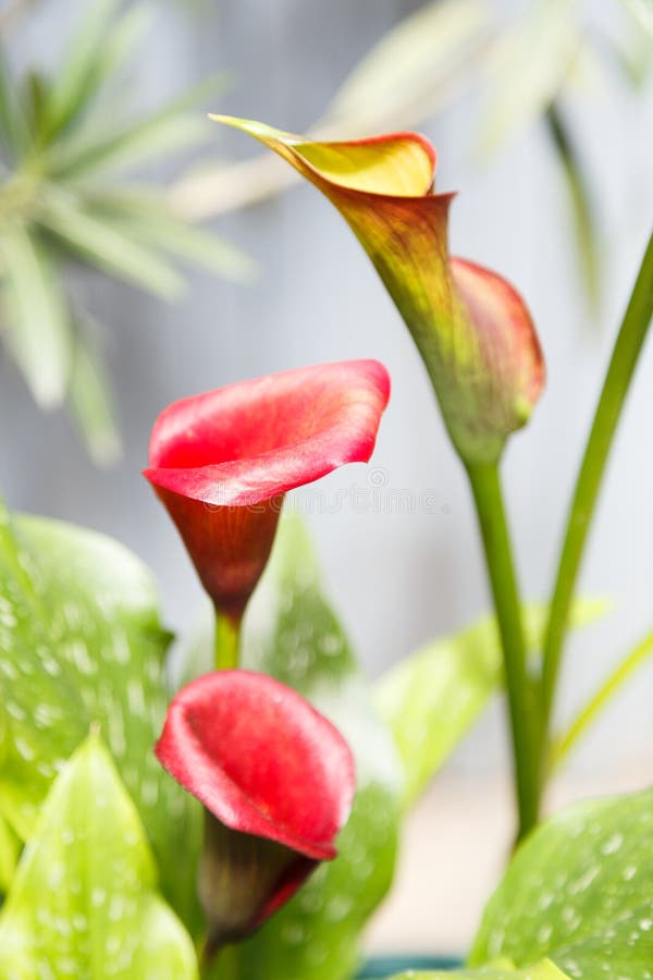 Red calla lily stock image. Image of lily, blooms, plant - 7632945