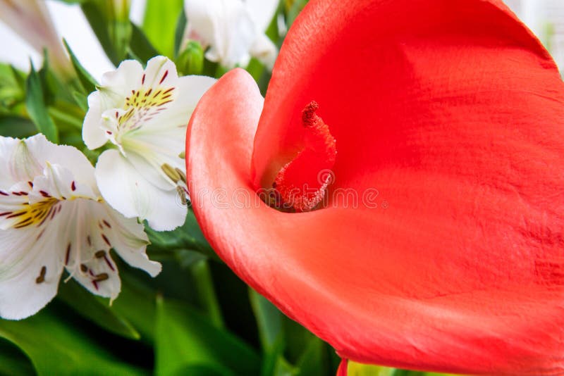 Red calla lily in closeup stock photo. Image of petal - 36990676