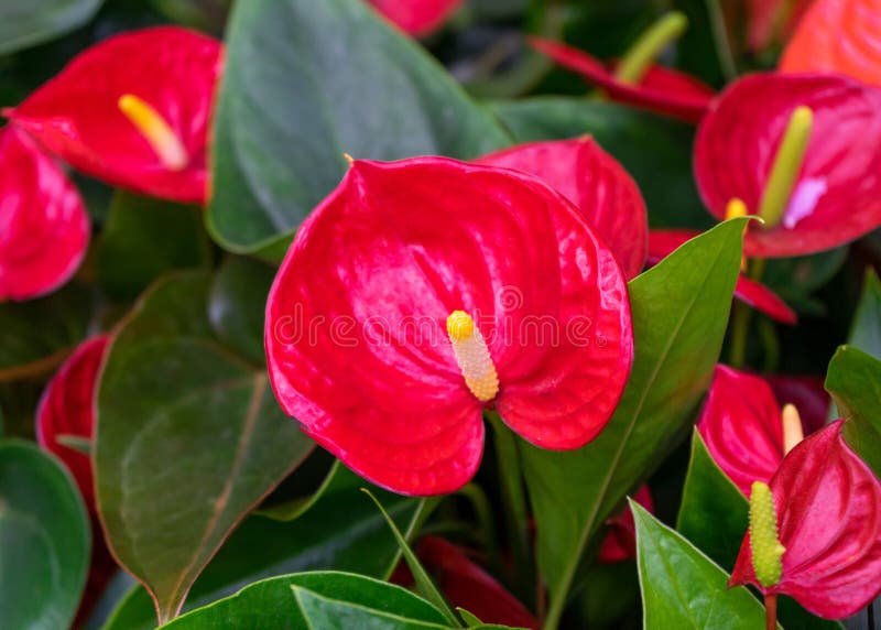 Red Calla Lily Flowers Growing in Greenhouse. Stock Photo - Image of ...