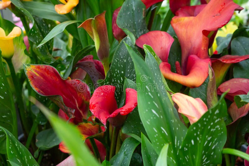 Red Calla Lily garden stock photo. Image of environment - 178009756