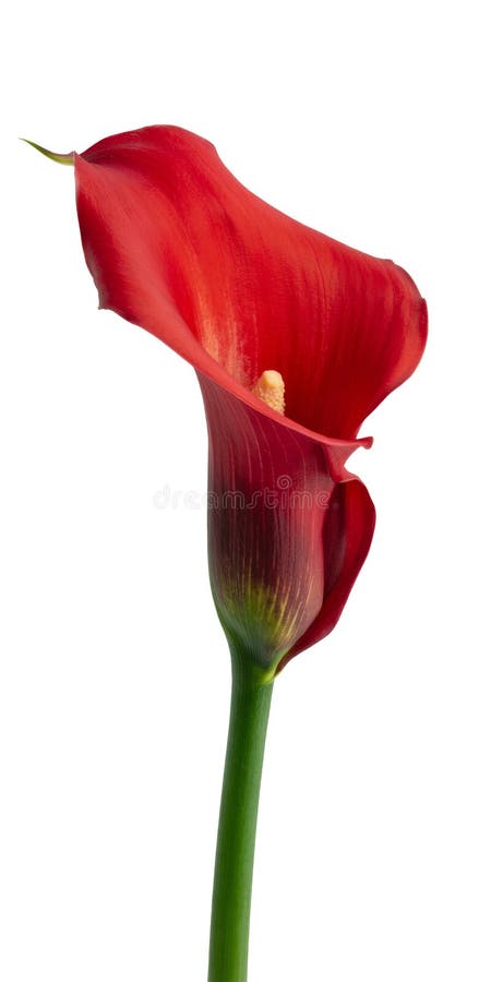 Red Calla Lily Isolated on White Background Stock Image - Image of ...