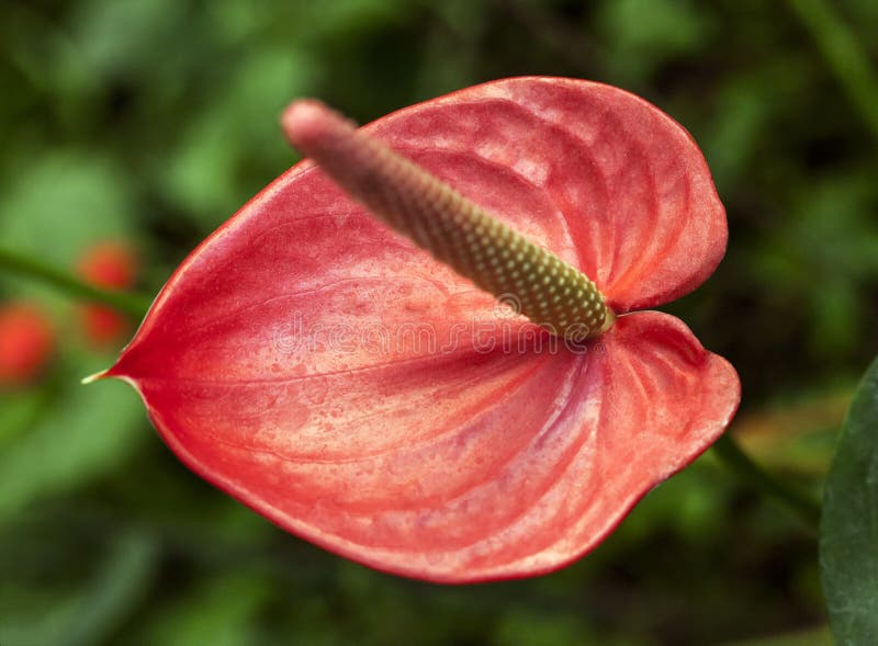 Red Calla Lily View from Above Stock Photo - Image of view, lily: 332500714