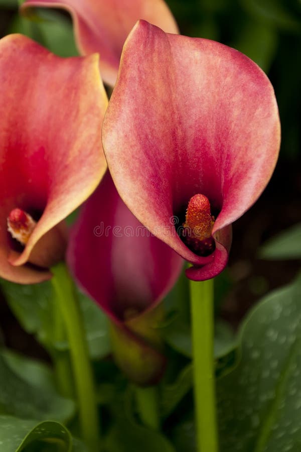 Red calla lilys stock photo. Image of anthurium, color - 28656192