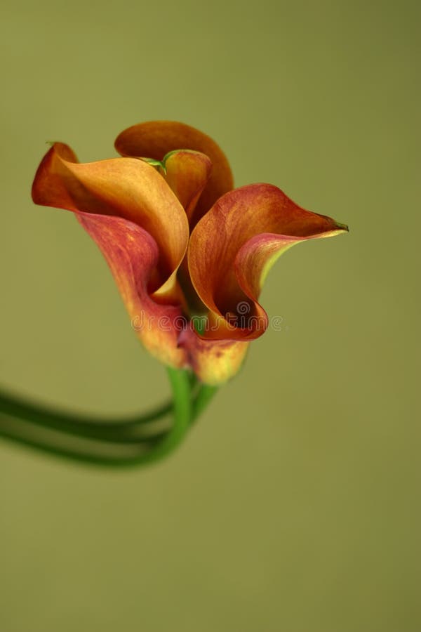 Red callas stock image. Image of botany, pretty, spring - 1289965